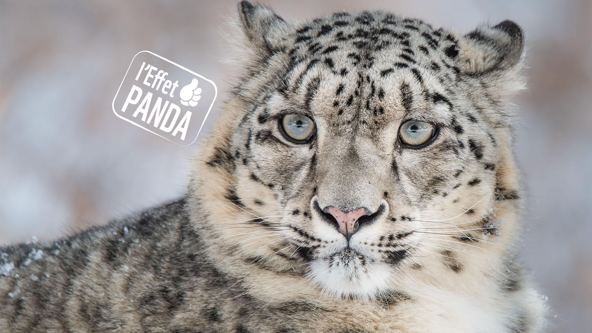 Nouveau souffle pour le léopard des neiges | WWF France